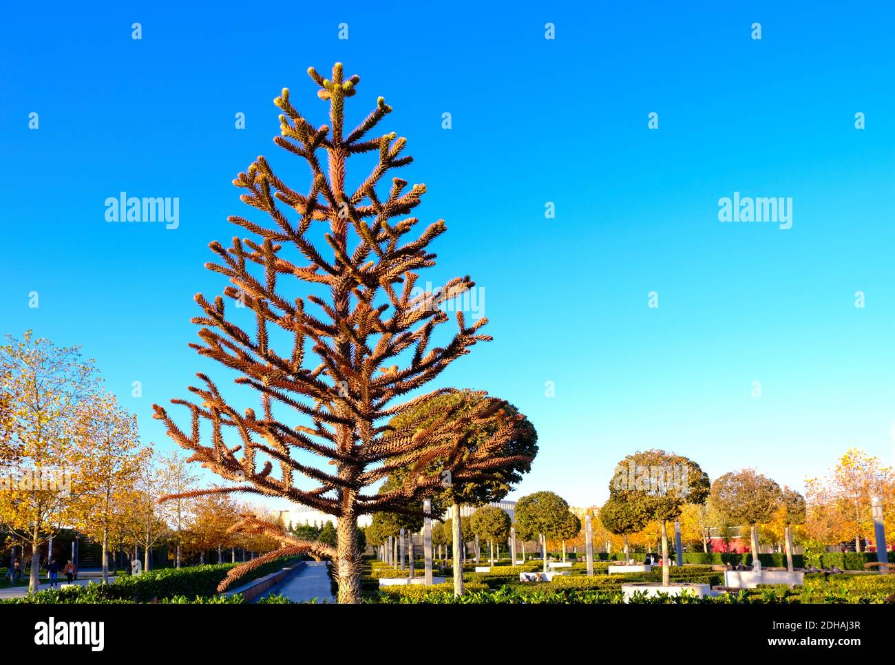 Monkey thorn hi-res stock photography and images - Alamy