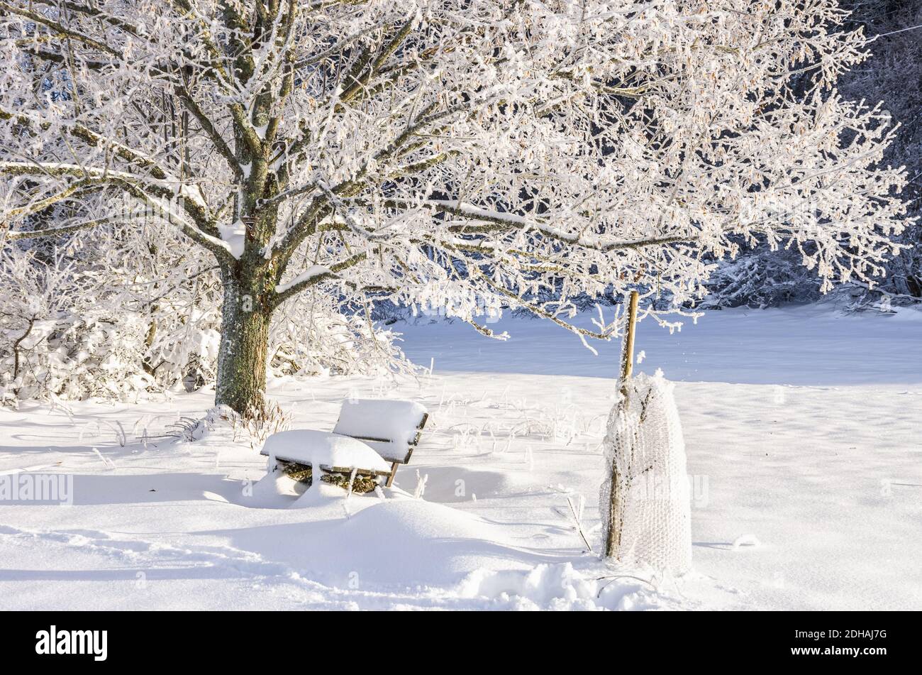 Snow-covered tree with bench in a winter scenery Stock Photo - Alamy