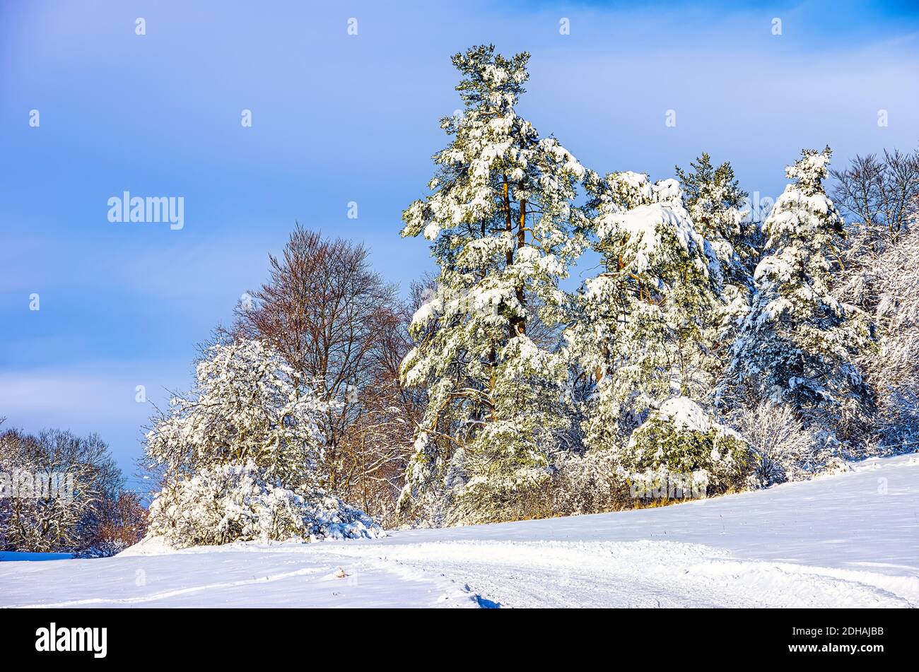 Wintry scenery with country lane and grove of trees Stock Photo - Alamy