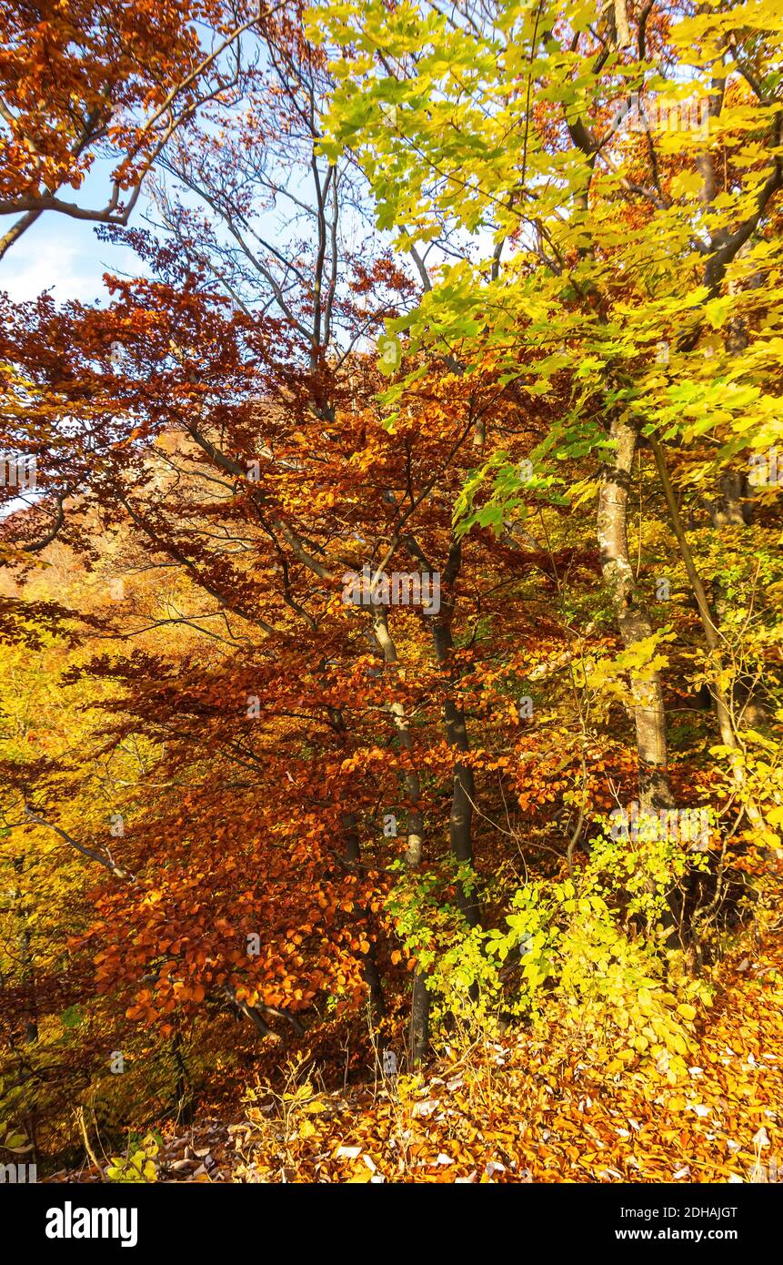 Autumn foliage coloring hi-res stock photography and images - Alamy