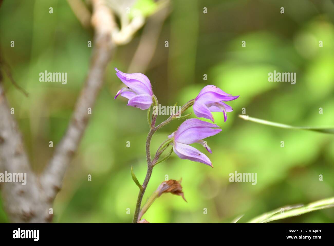 Hermaphrodites hi-res stock photography and images - Alamy