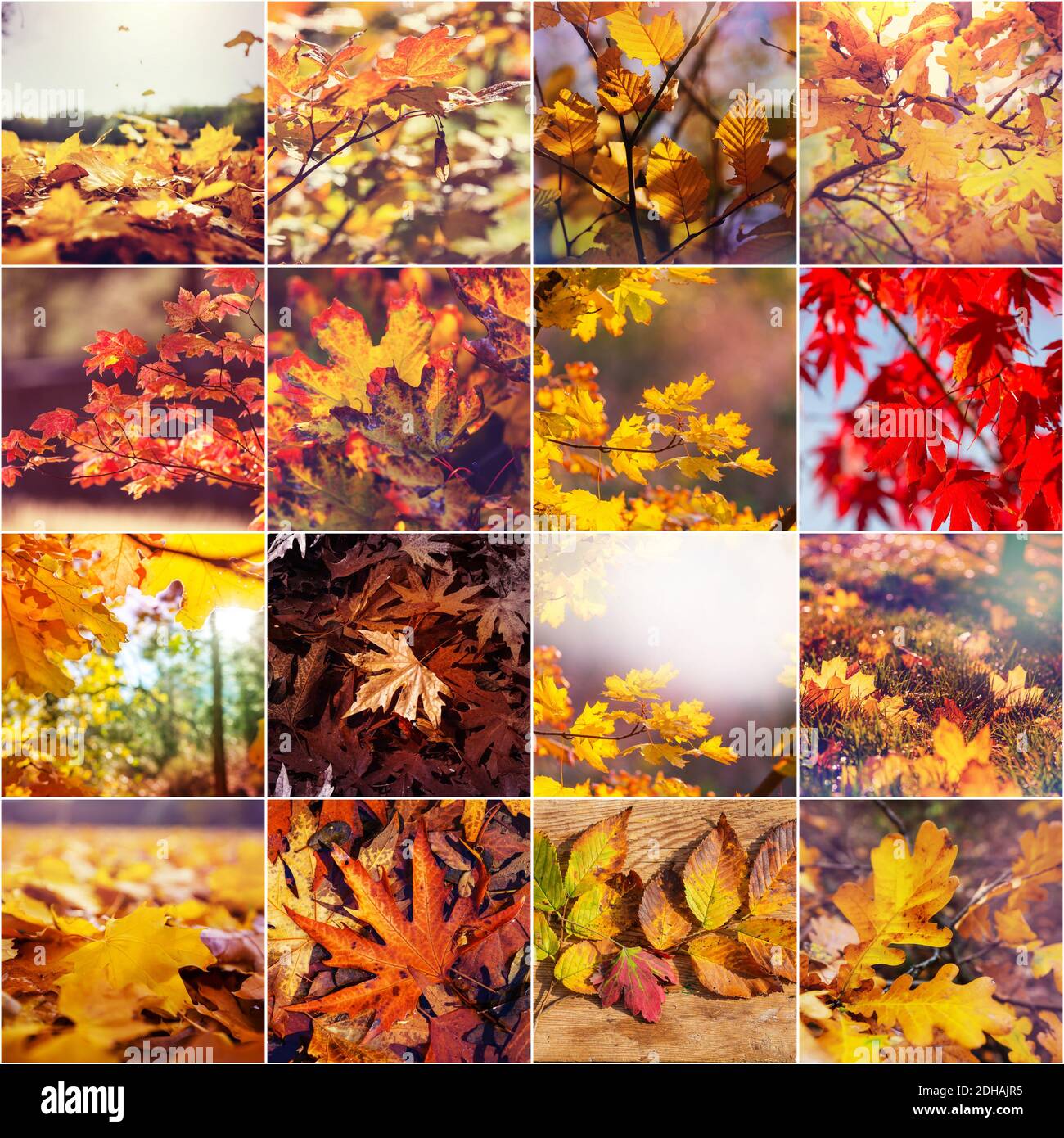 Fractal autumn leaves hi-res stock photography and images - Alamy