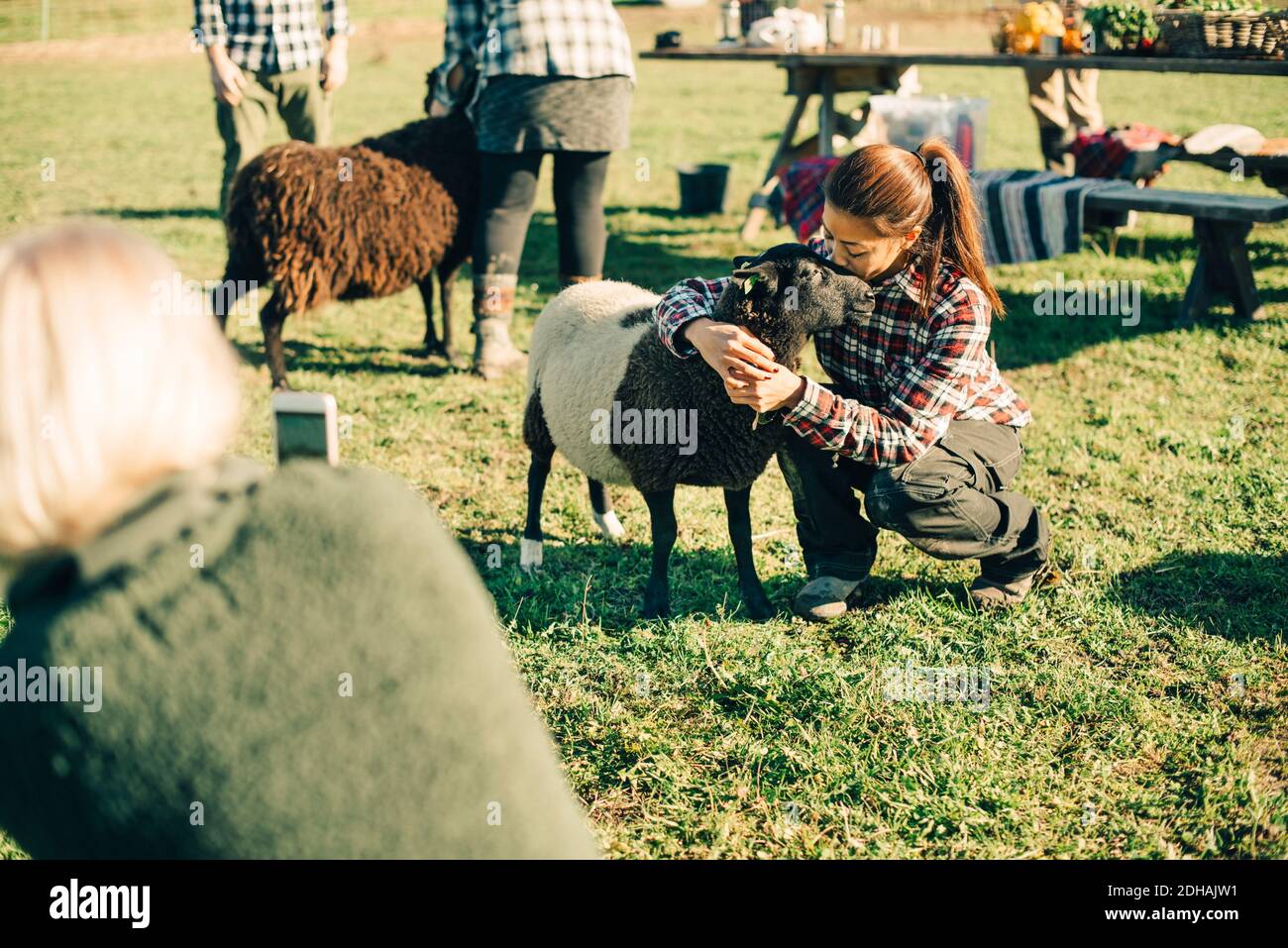 Mature female farmer embracing and kissing sheep on field Stock Photo ...