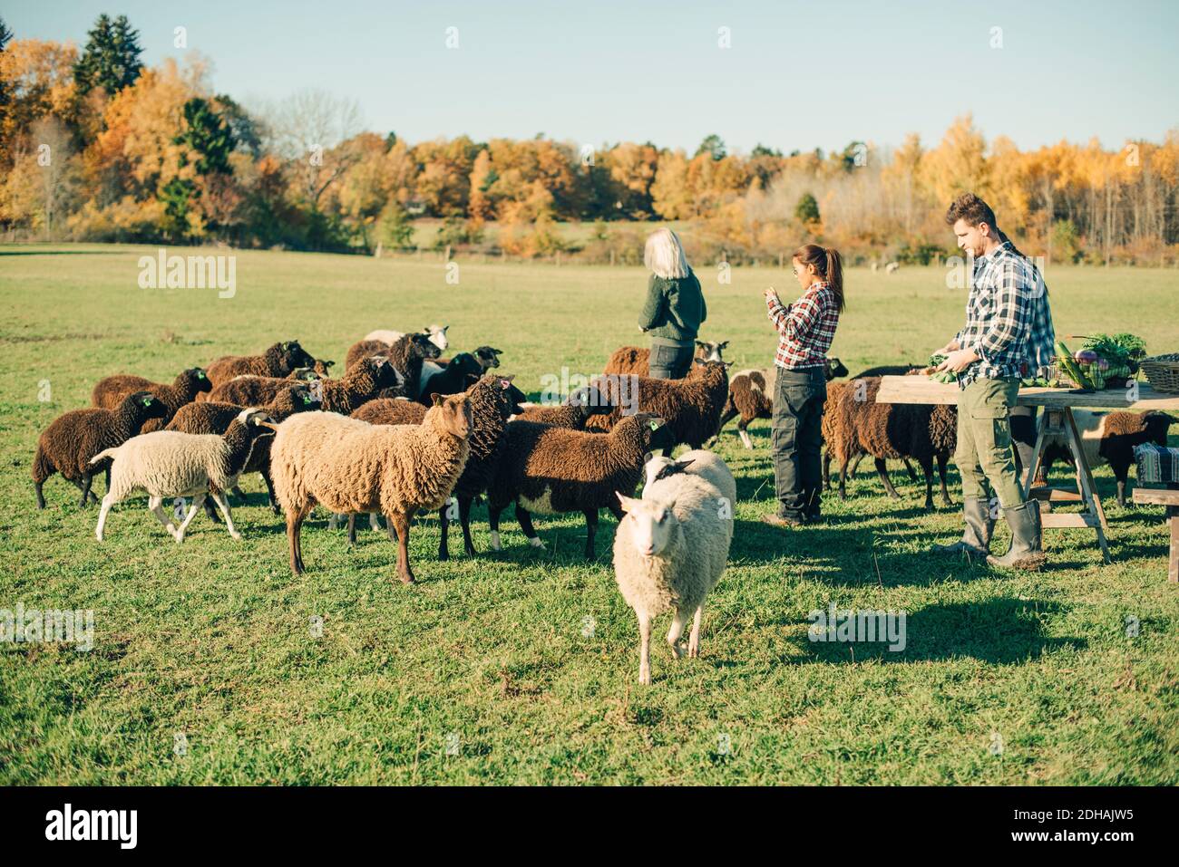 Multi-ethnic male and female farmers with herd of sheep on field Stock ...