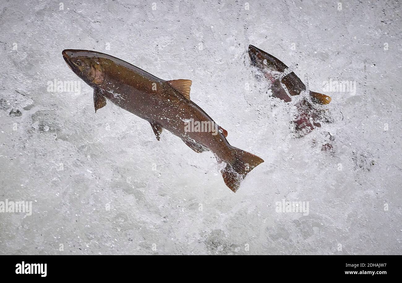 Migrating Coho salmon (Oncorhynchus kisutch) jump up Lake Creek Falls ...
