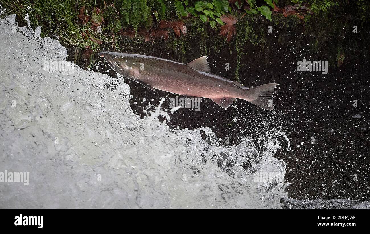 A migrating Coho salmon (Oncorhynchus kisutch) jumps up Lake Creek ...