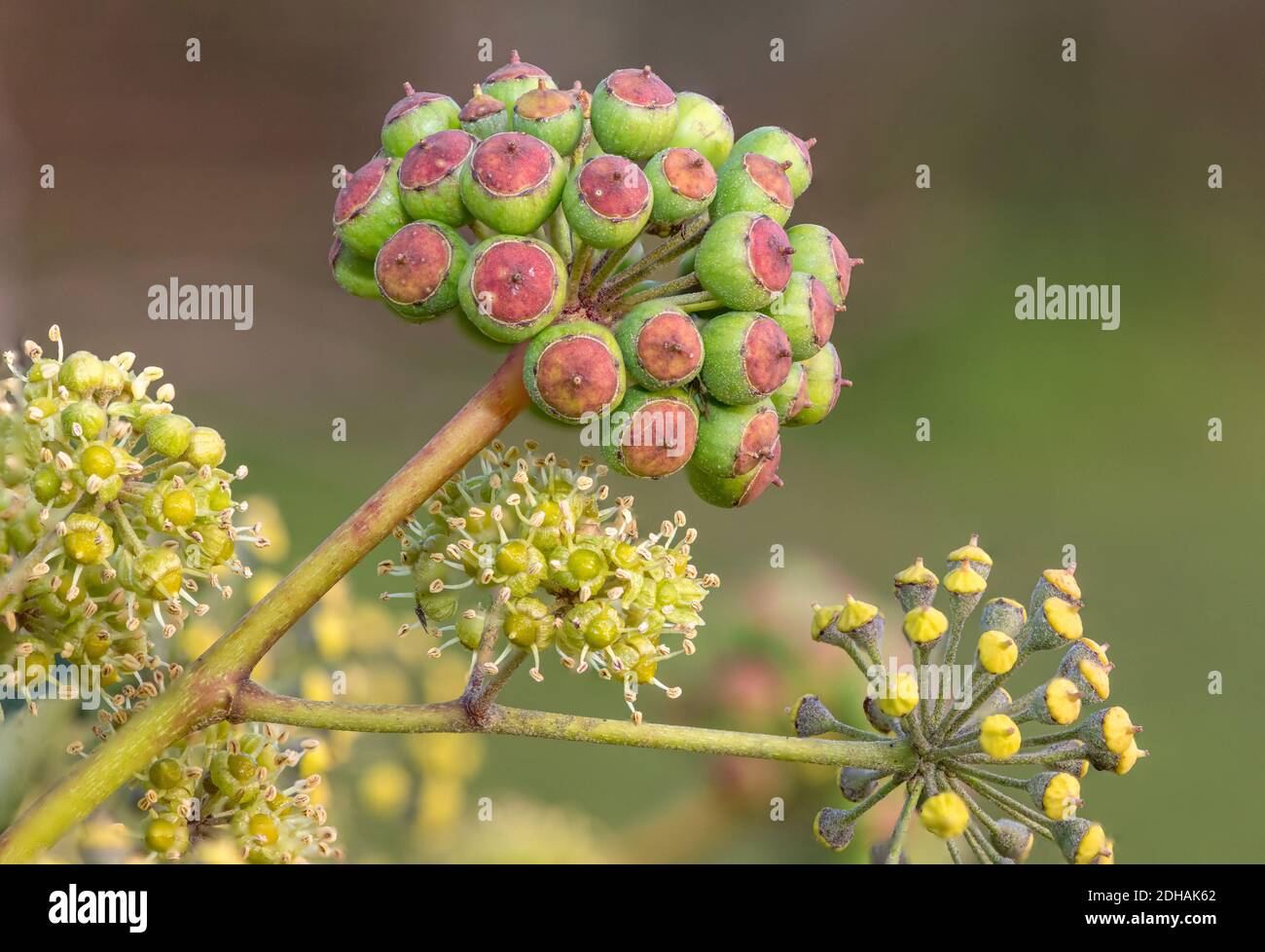 Close up of unripe common ivy (hedera helix) berries Stock Photo - Alamy