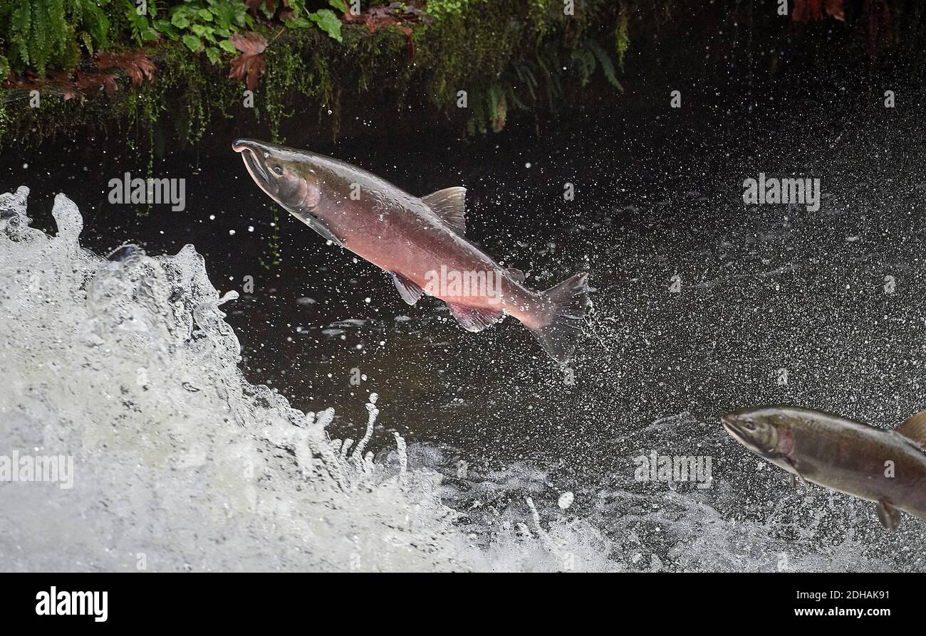 Migrating Coho salmon (Oncorhynchus kisutch) jump up Lake Creek Falls ...