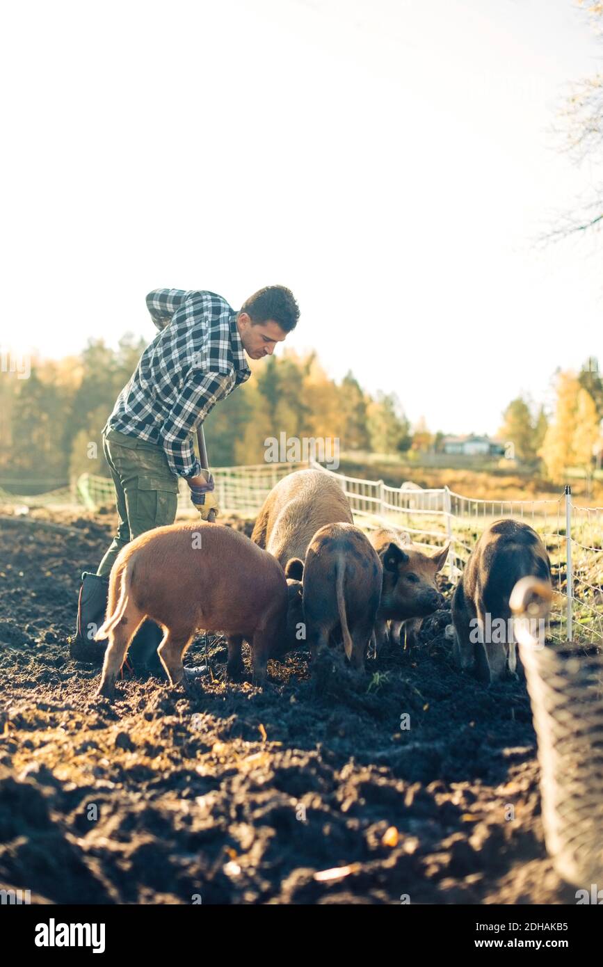 Mid adult male farmer feeding pigs at animal pen in organic farm Stock ...