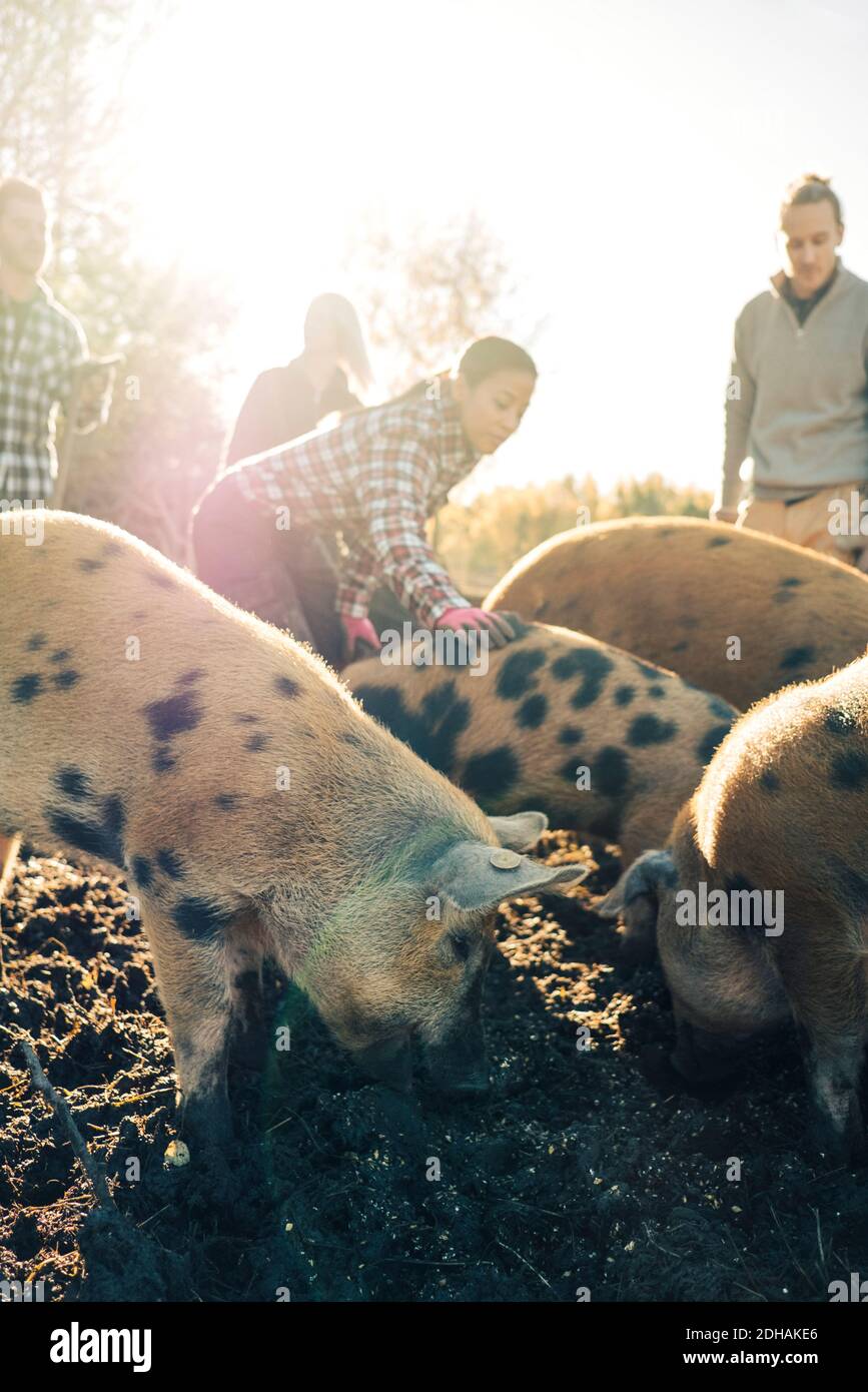 Farmers taking care of pigs at organic farm Stock Photo - Alamy