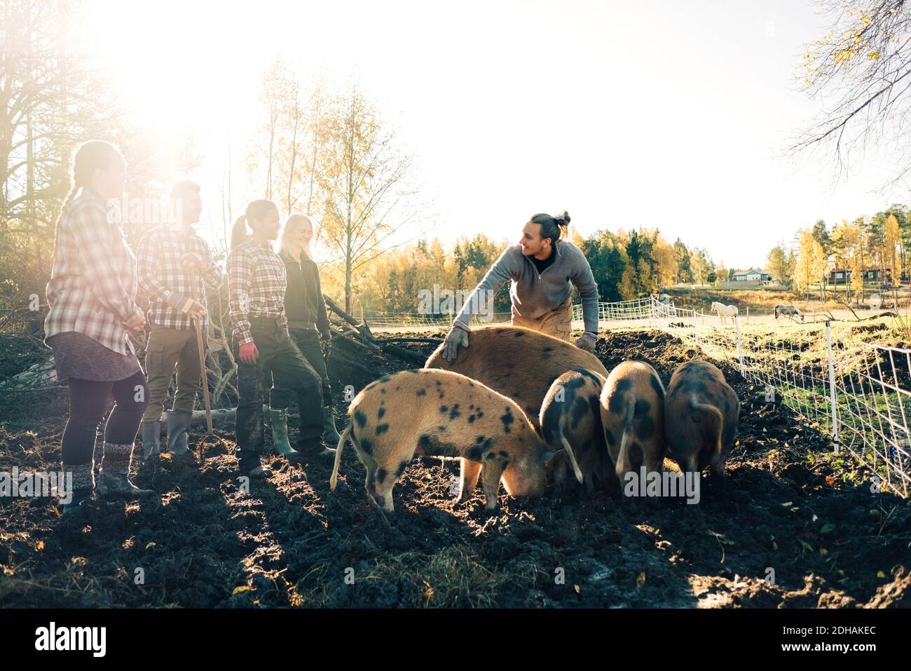 Multi-ethnic male and female farmers with pigs at organic farm Stock ...