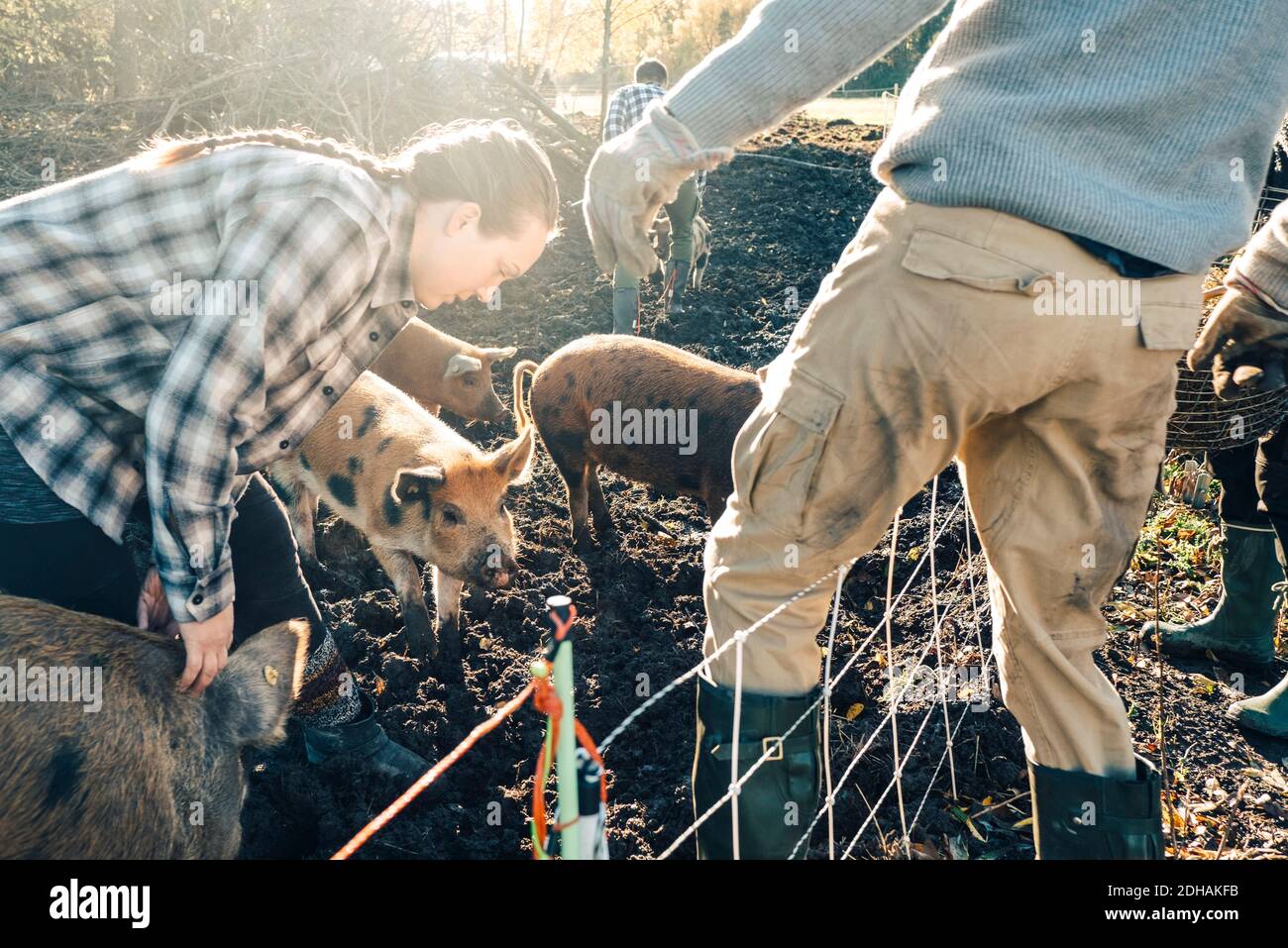 Male and female farmers caring for pigs on organic farm Stock Photo - Alamy