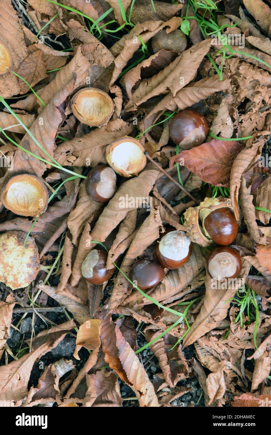 Chestnuts on forest soil Stock Photo - Alamy
