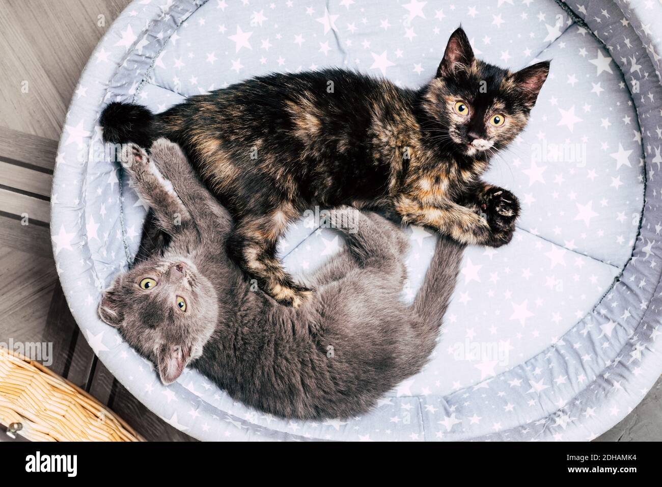 Couple sleeping bed cat hi-res stock photography and images - Alamy