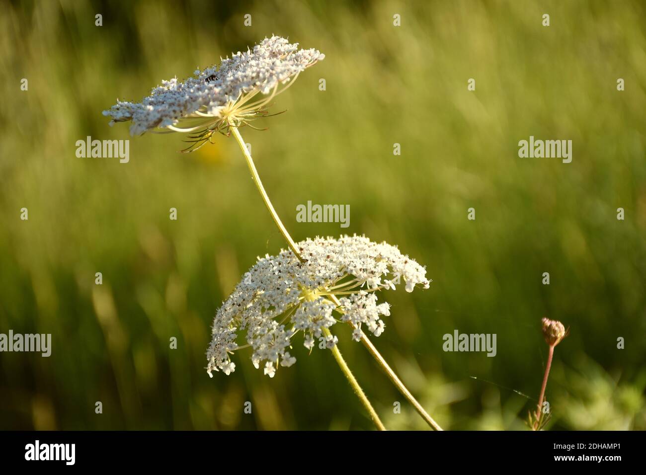 Double carrot hi-res stock photography and images - Alamy