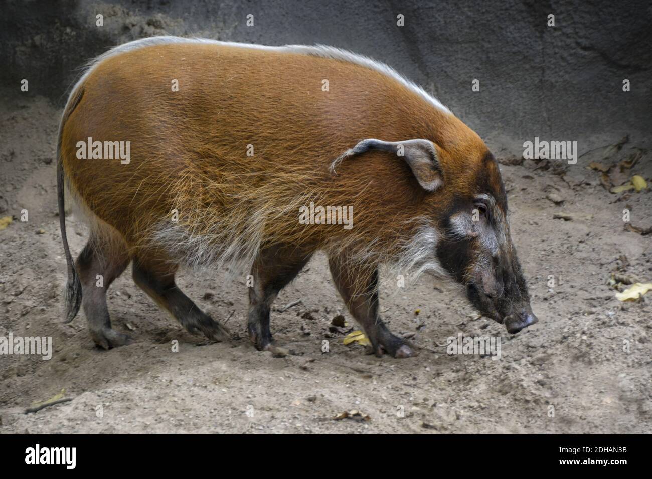 Red river hog Stock Photo - Alamy