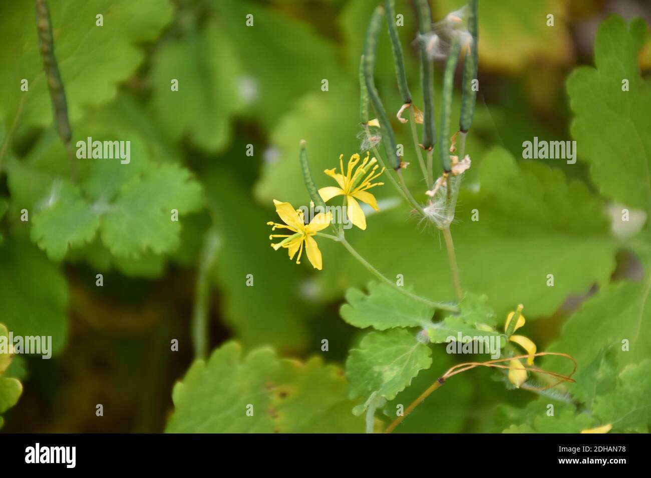 Warts herb hi-res stock photography and images - Alamy