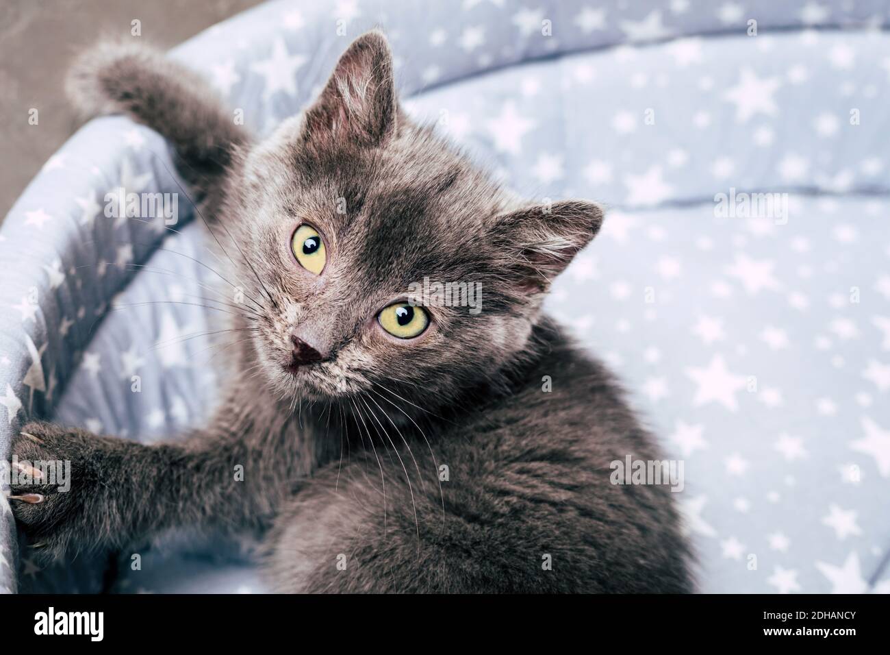 Little furry pet hi-res stock photography and images - Alamy