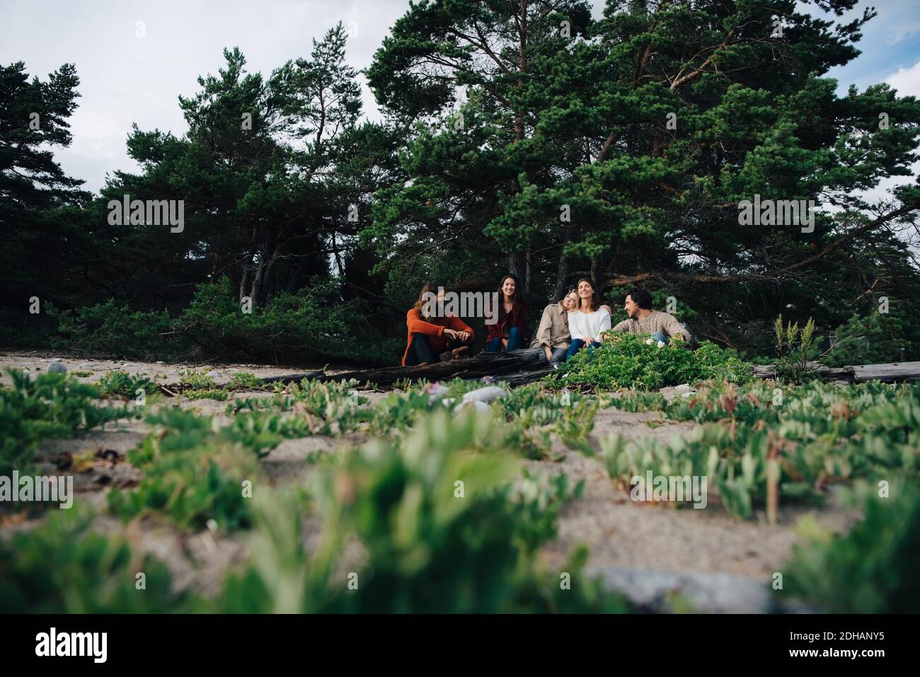 Male and female friends resting while sitting on log against trees in ...