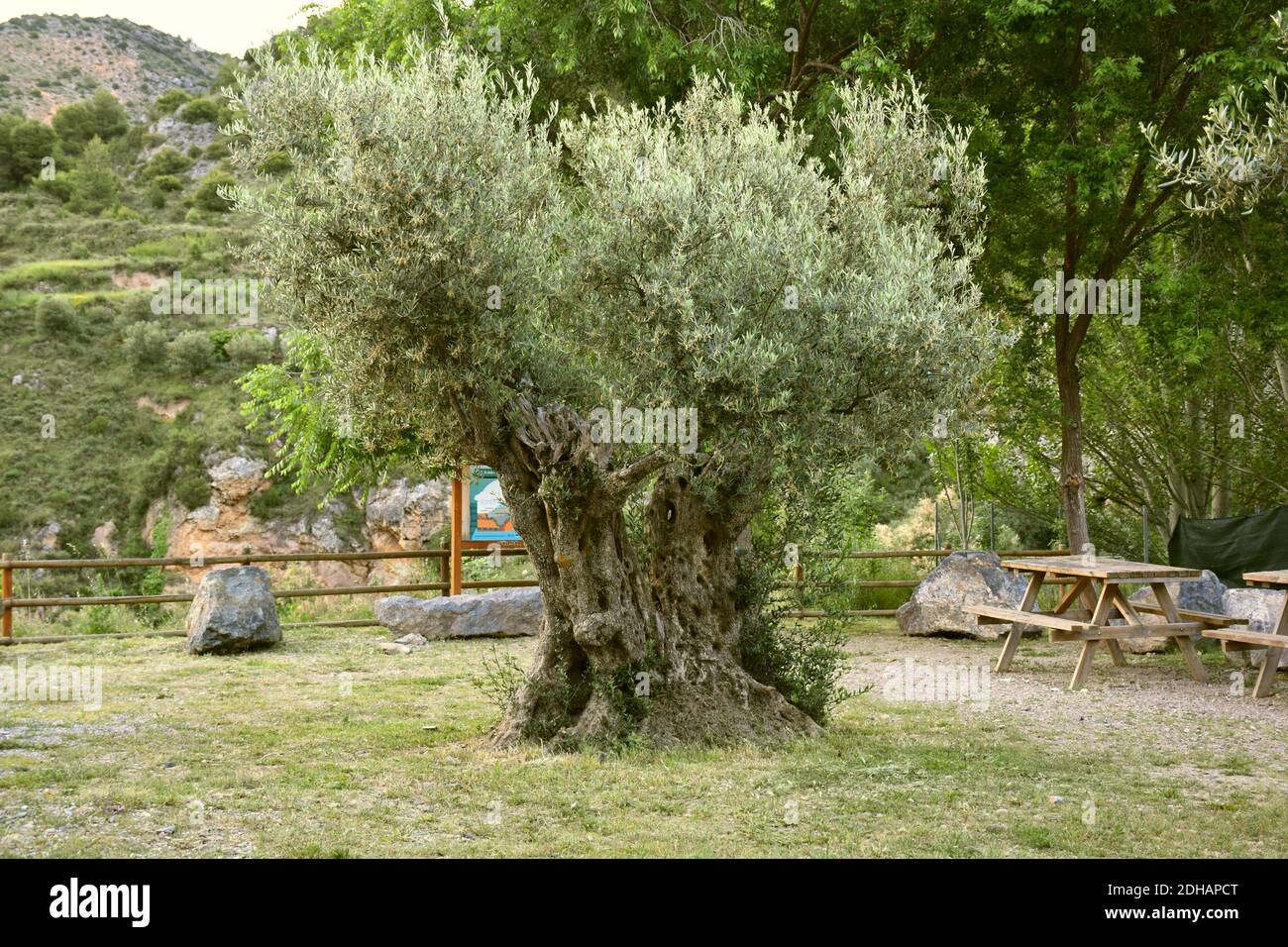 Centennial olive tree next to picnic area in the Arnedillo hot spring ...