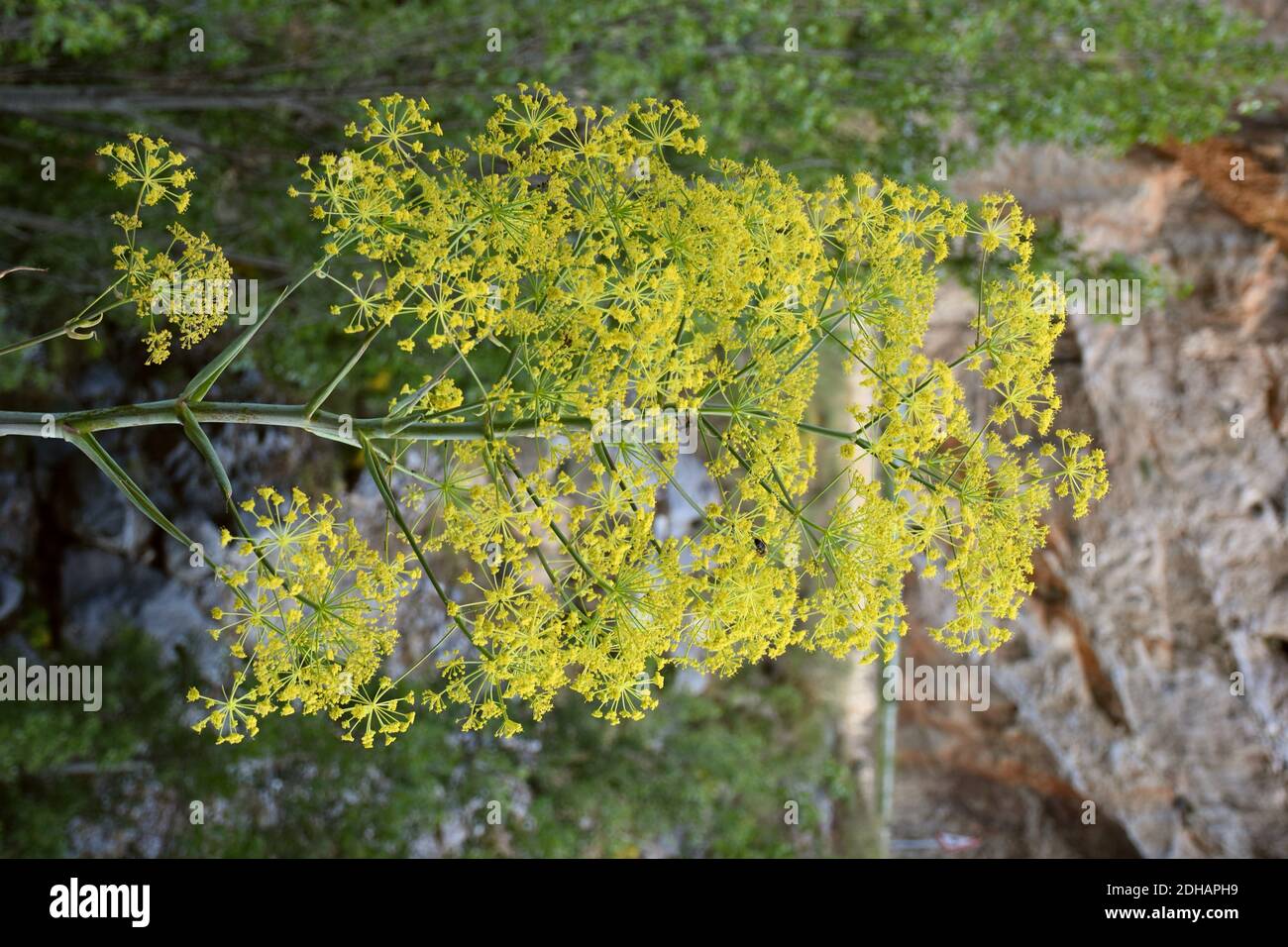 Thapsia villosa plant with yellow inflorescence on the bank of the ...