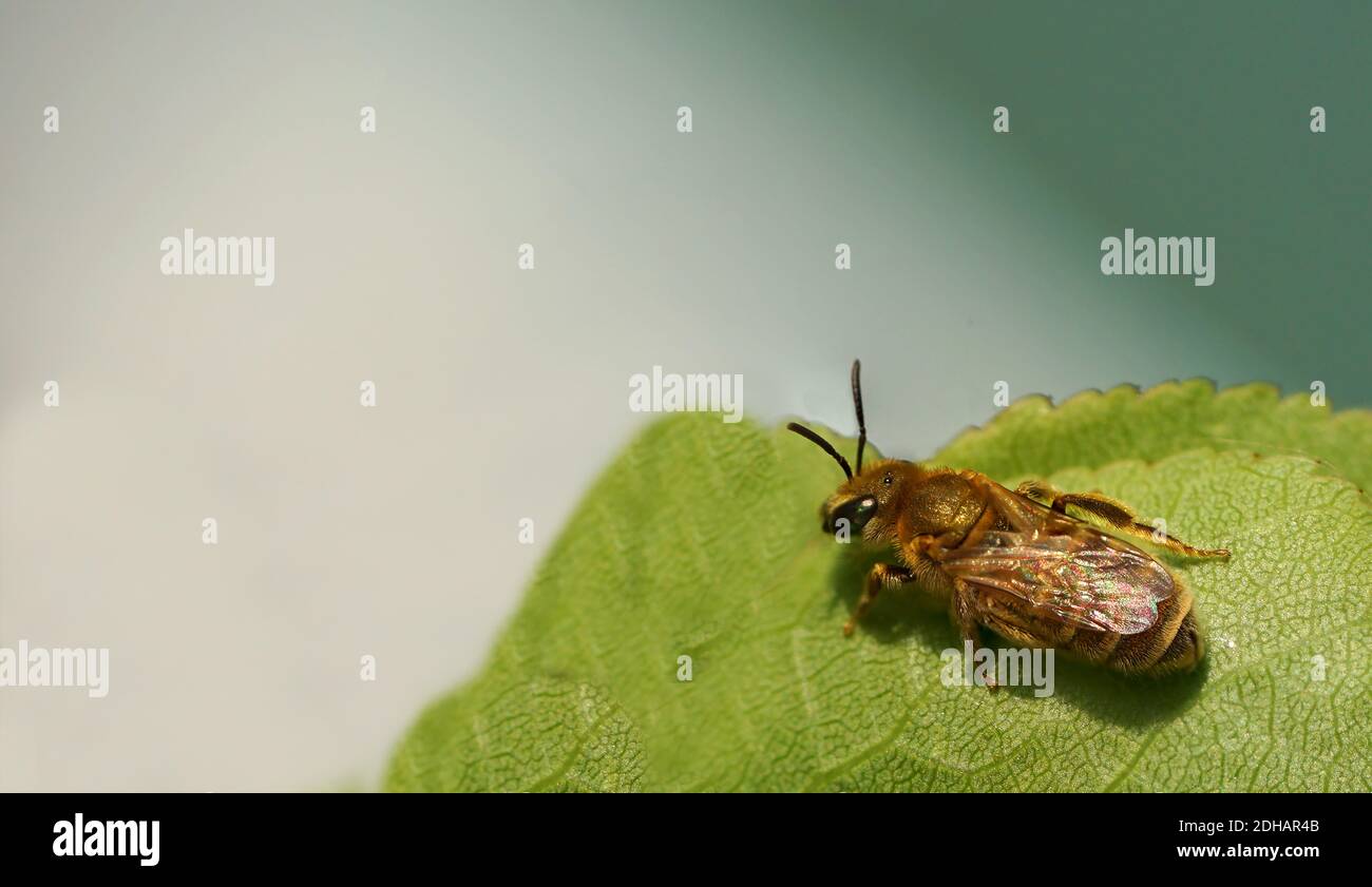 Golden color bee hi-res stock photography and images - Alamy