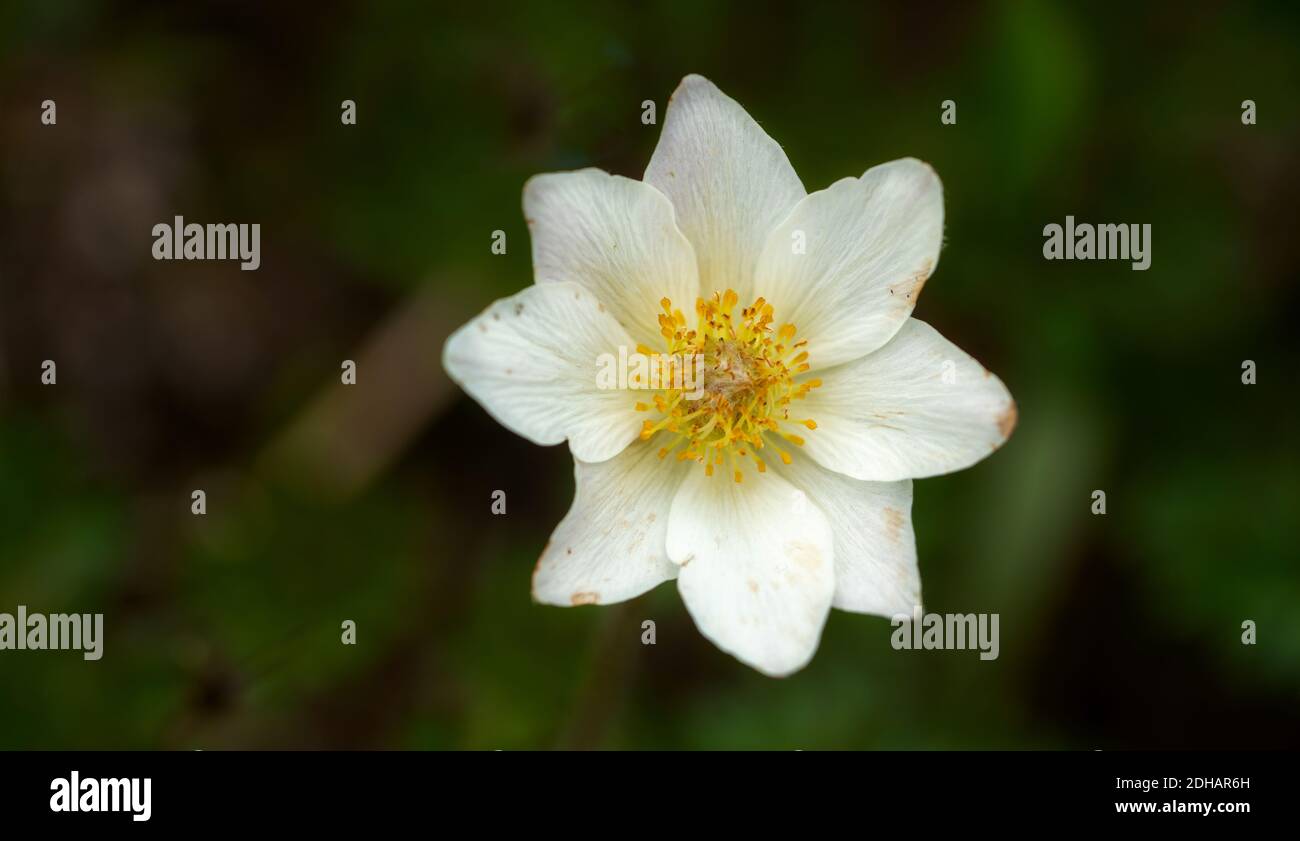 White Dryad High Resolution Stock Photography and Images - Alamy