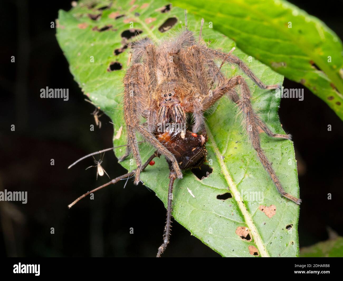 Opiliones Spider Opiliones