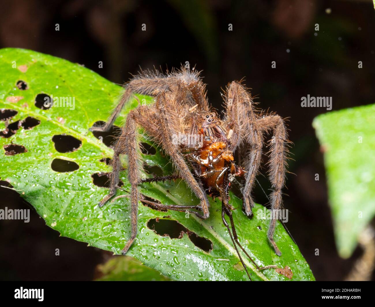 Wandering spider (family Ctenidae) feeding on a giant daddy long legs ...