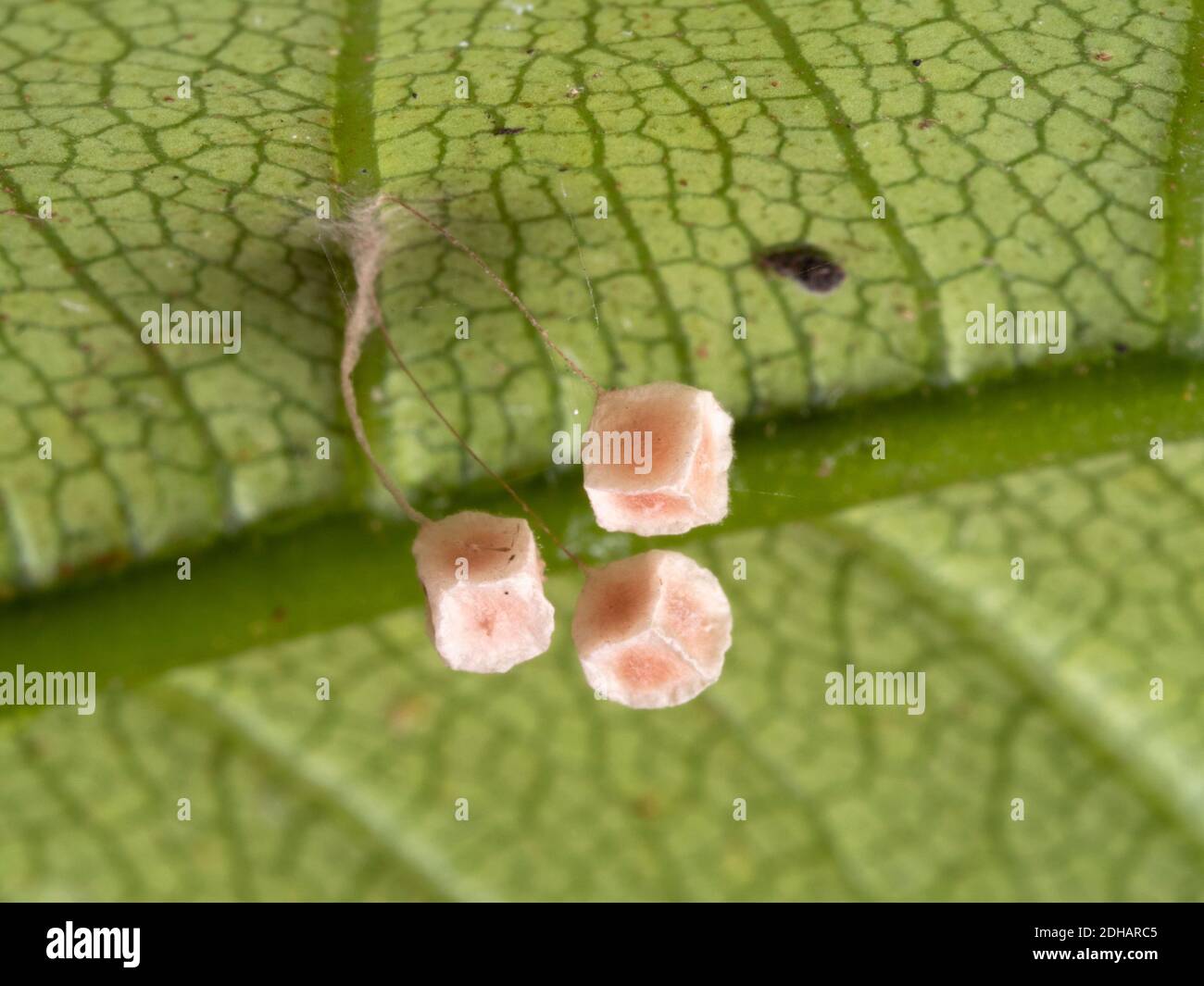 Cube shaped eggs, presumably of an insect , hanging under a leaf in ...
