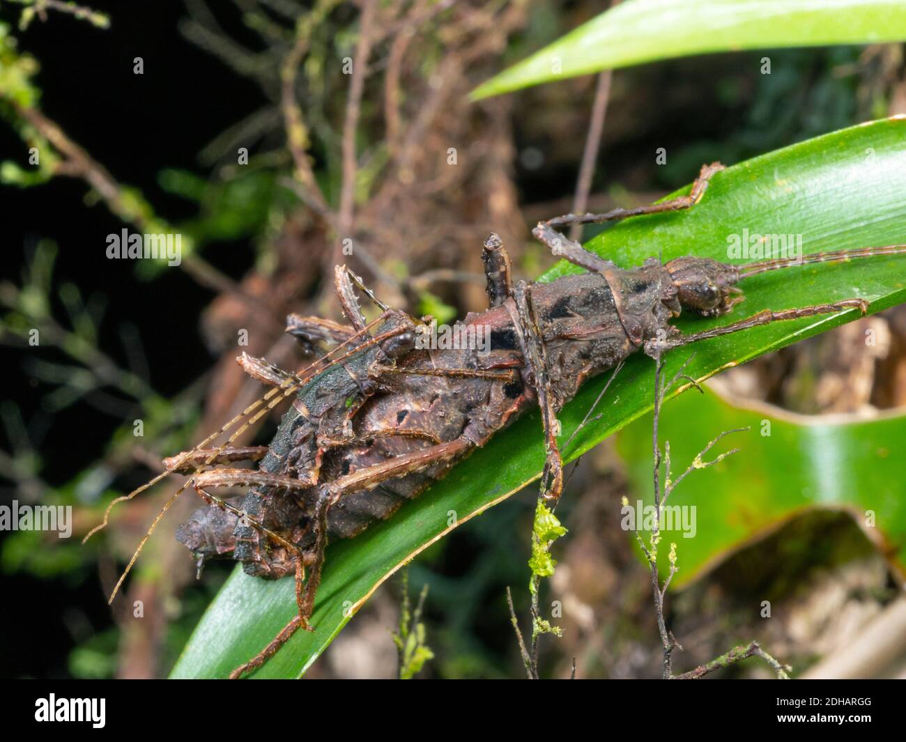 Mating pair of stick insects (phasmids) photographed at night in ...