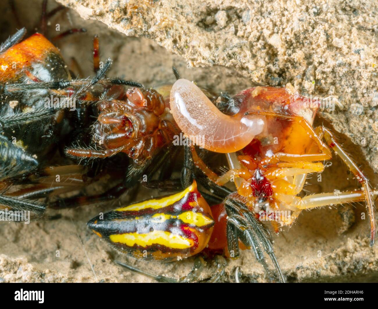 Potter wasp nest hi-res stock photography and images - Alamy