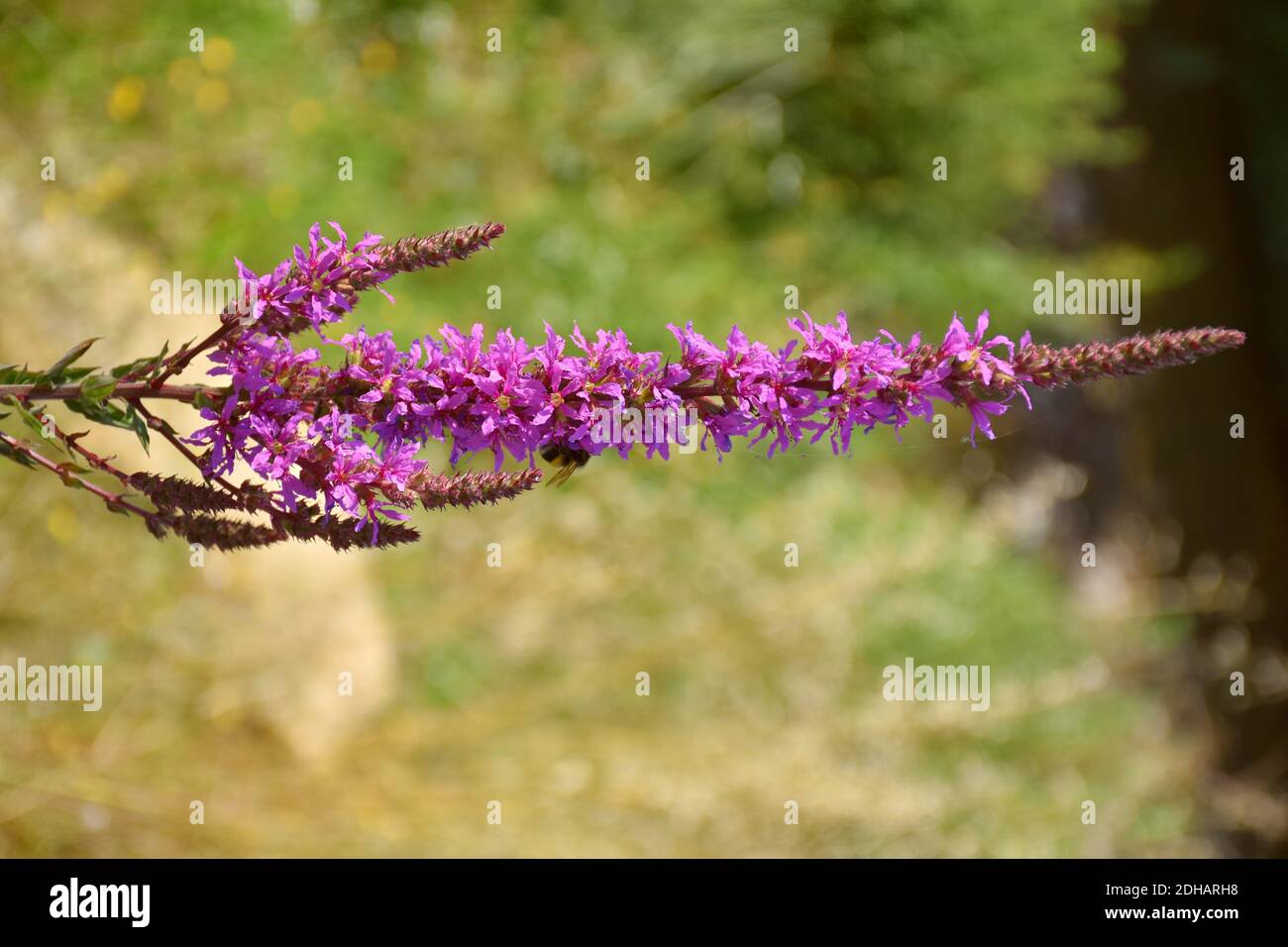 Wildflower lythrum salicaria blooming close hi-res stock photography ...