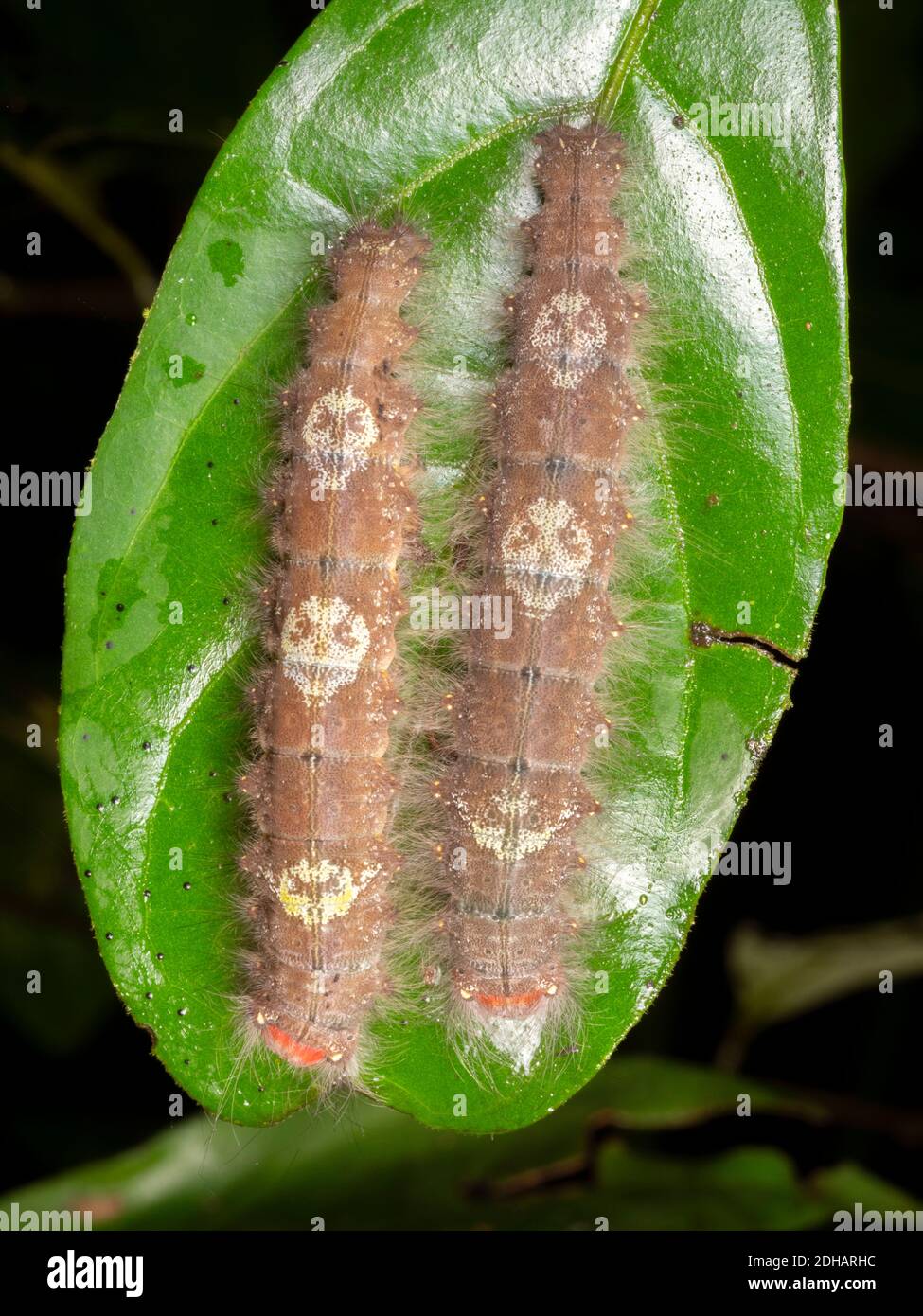 Death of caterpillars hi-res stock photography and images - Alamy