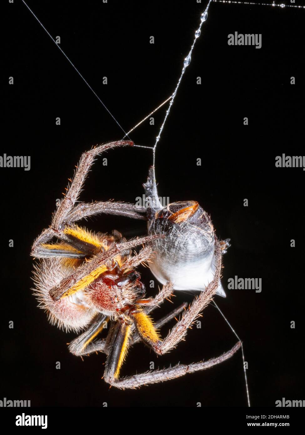Spider wrapping its prey in silk prior to feeding. Yasuni National Park ...