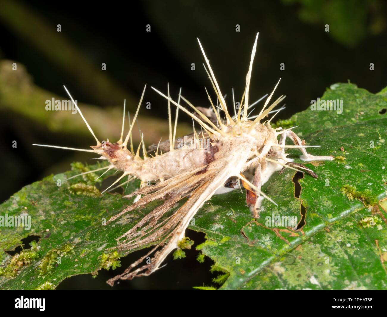 Cordyceps fungus (Akanthomyces sp.) infecting a moth. The fungus alters ...
