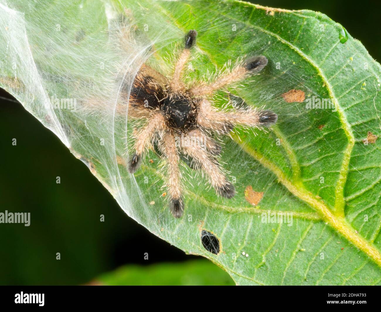 Juvenile tarantula (family Theraphosidae) in its nest on a leaf in the ...