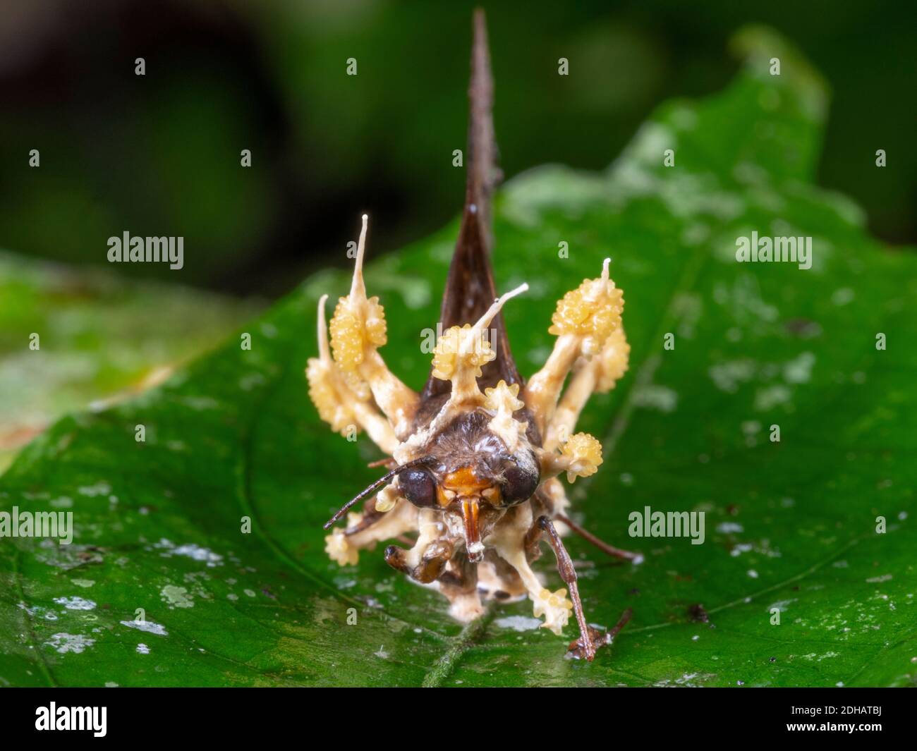 Cordyceps fungus infecting a moth. Note the ripe perithecae ready to ...
