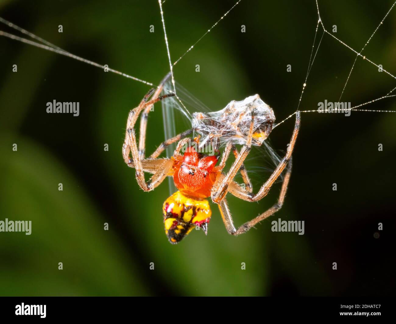 Spider wrapping prey silk hi-res stock photography and images - Alamy