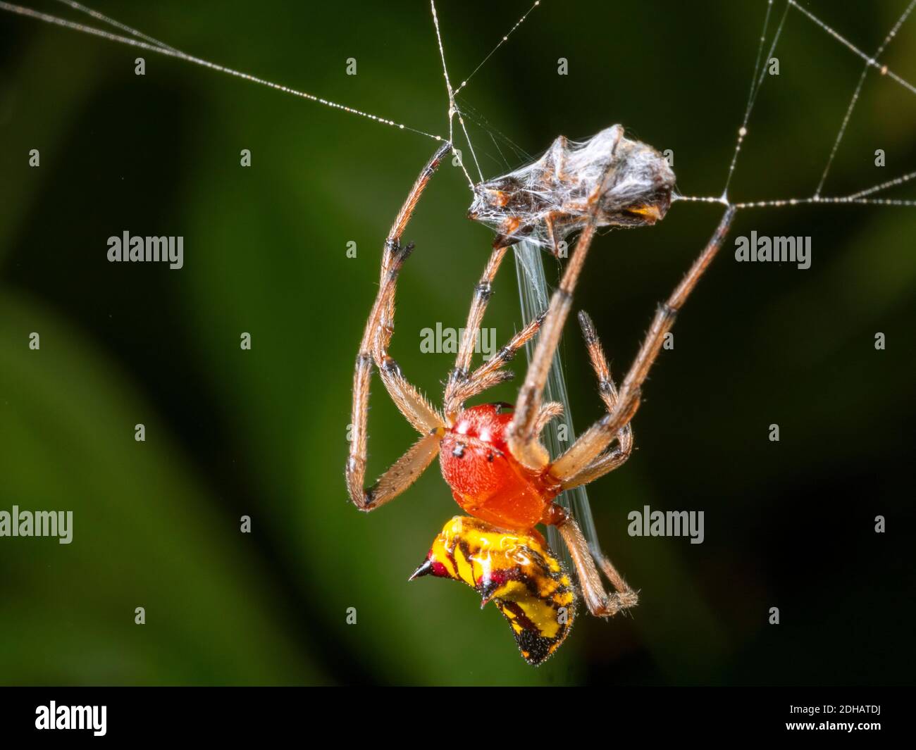 Spider wrapping its prey in silk to subdue its prey prior to feeding ...