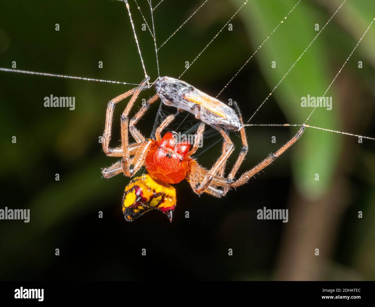 Spider wrapping its prey in silk to subdue its prey prior to feeding ...