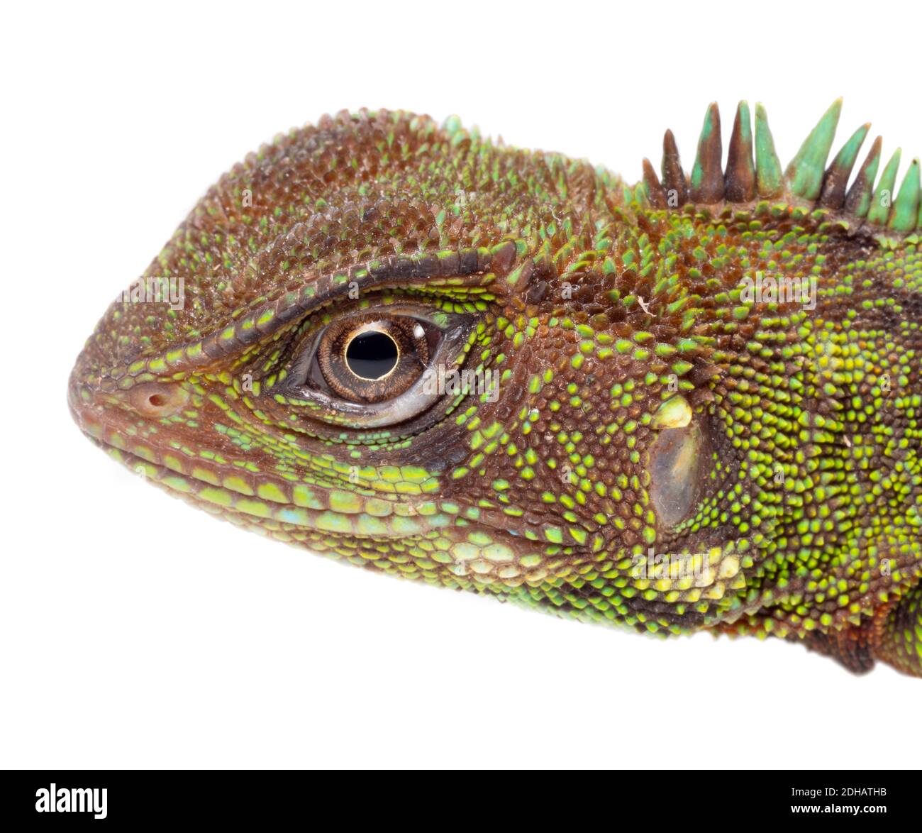 Amazon Wood Lizard (Enyalioides laticeps), Yasuni National Park ...