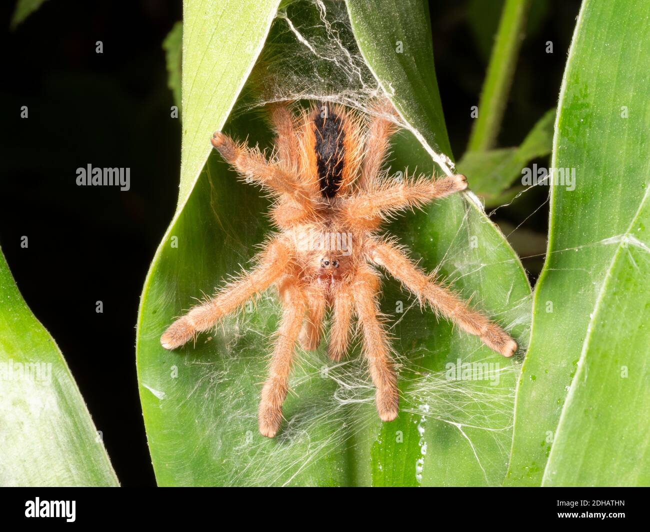 Juvenile tarantula (family Theraphosidae) in its nest in a folded leaf ...