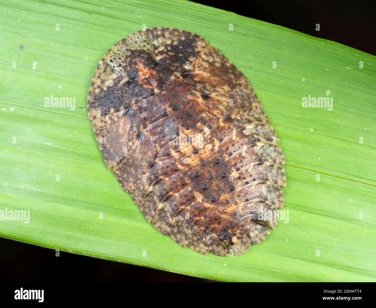 Laxta hi-res stock photography and images - Alamy