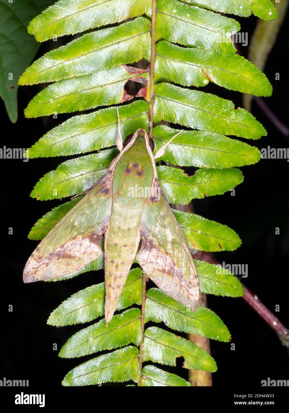 Hawk moth (family Sphingidae) at rest on a fern leaf in the rainforest ...