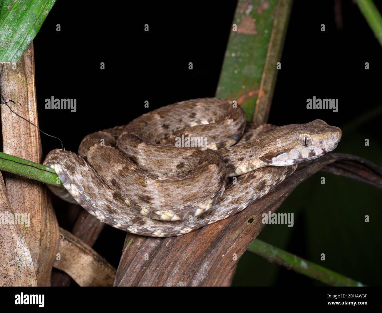 Lancehead viper hi-res stock photography and images - Alamy