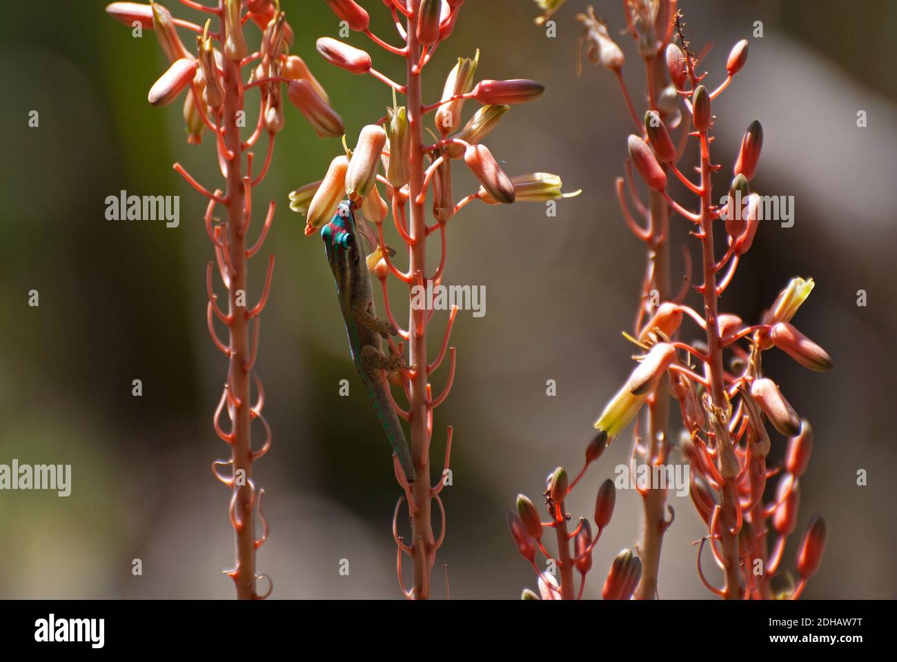 Mauritius Ornate Day Gecko (Phelsuma ornata), Mauritius Stock Photo - Alamy
