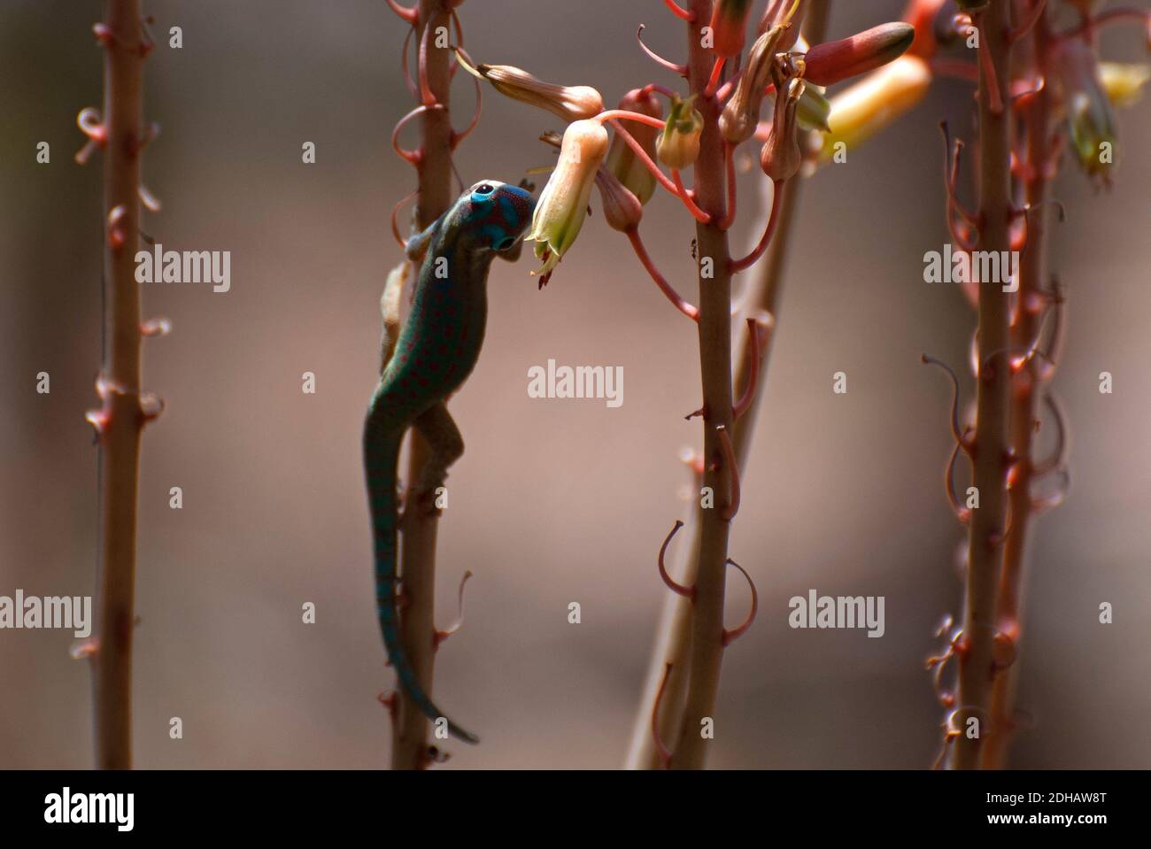 Mauritius Ornate Day Gecko (Phelsuma ornata), Mauritius Stock Photo - Alamy