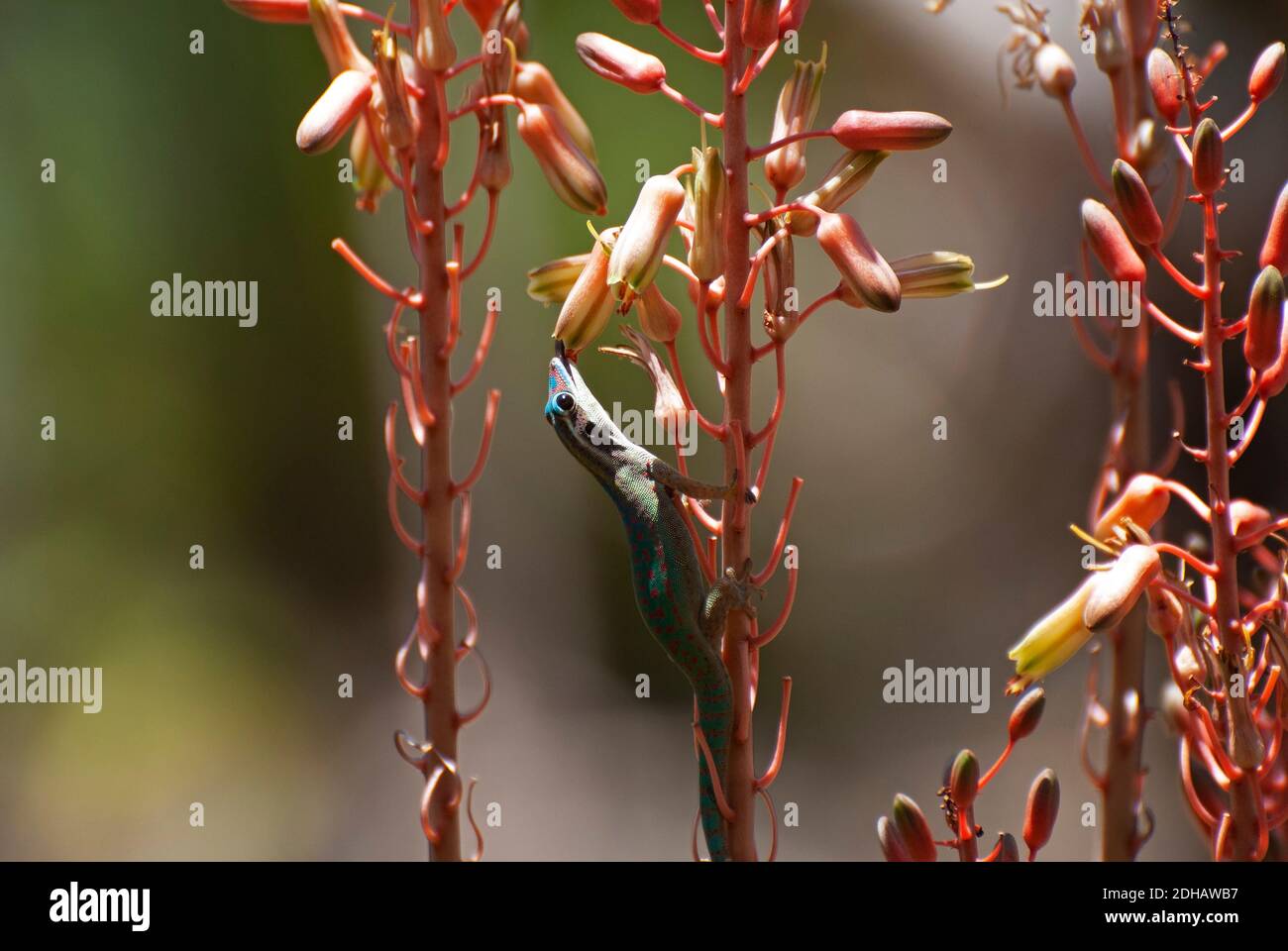 Mauritius Ornate Day Gecko (Phelsuma ornata), Mauritius Stock Photo - Alamy
