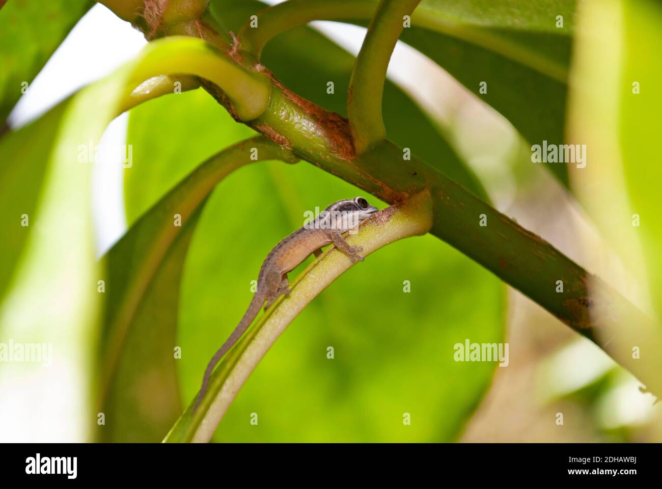Mauritius Ornate Day Gecko (Phelsuma ornata), Mauritius Stock Photo - Alamy